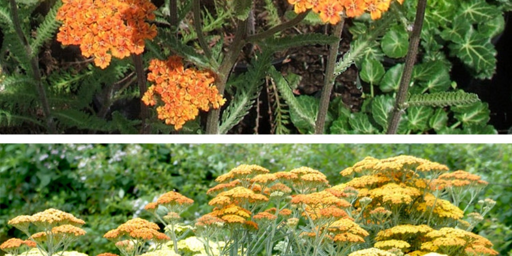 Hoo House Nursery - Achillea 'Inca Gold'