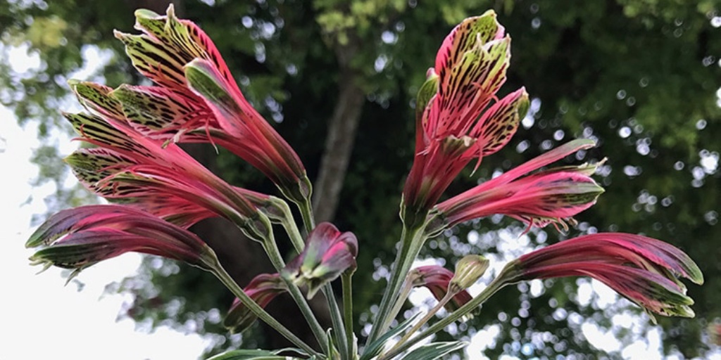 Hoo House Nursery - Alstroemeria psittacina 'Royal Star'