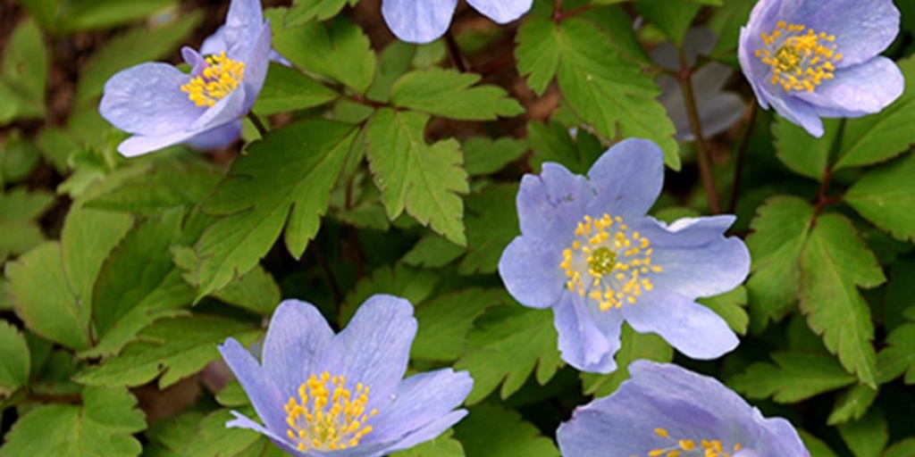 Hoo House Nursery - Anemone nemorosa 'Royal Blue'