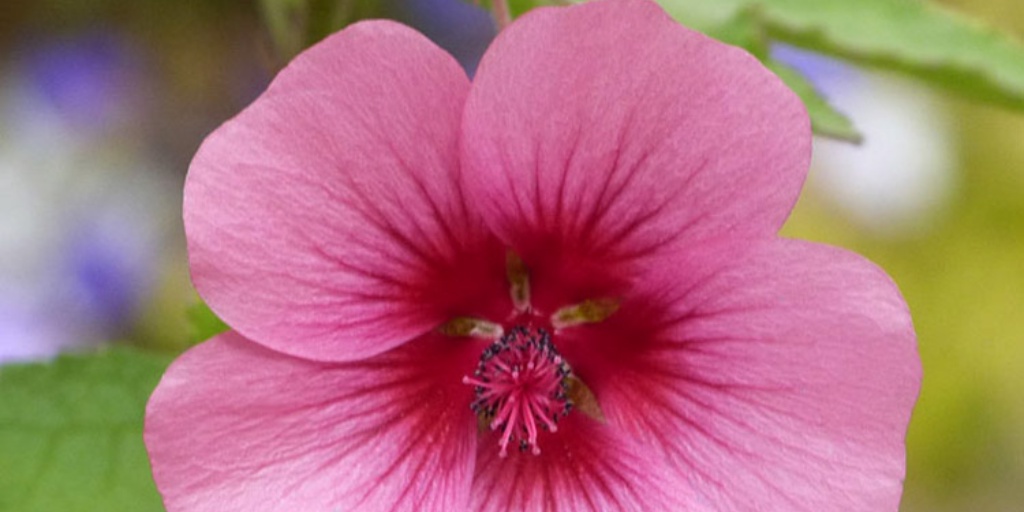 Hoo House Nursery - Anisodontea 'El Rayo'