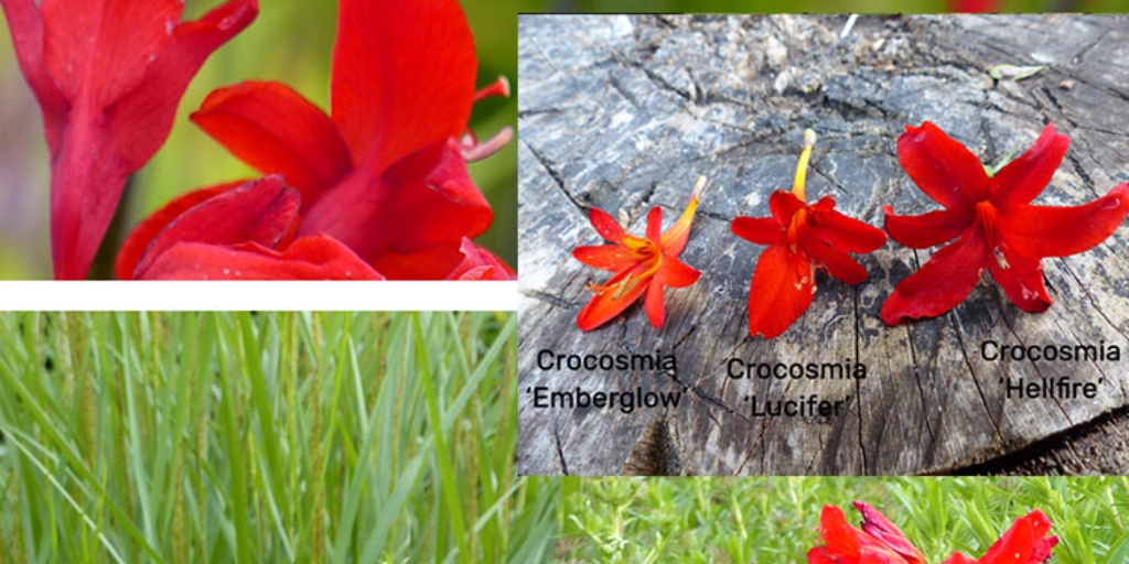 Hoo House Nursery - Crocosmia 'Hellfire'