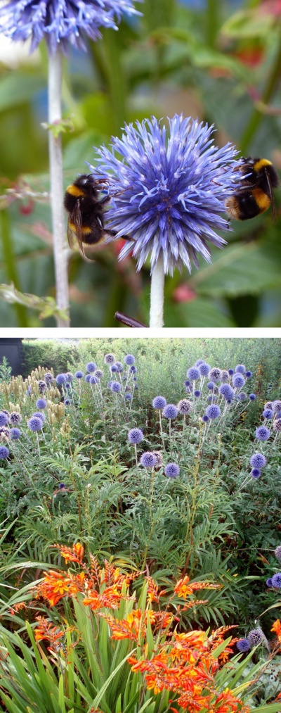 Hoo House Nursery - Echinops ritro 'Veitch's Blue'
