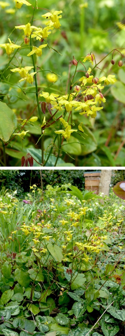 Hoo House Nursery - Epimedium 'Winter's End'