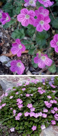Hoo House Nursery - Erodium x variabile 'Bishop's Form'