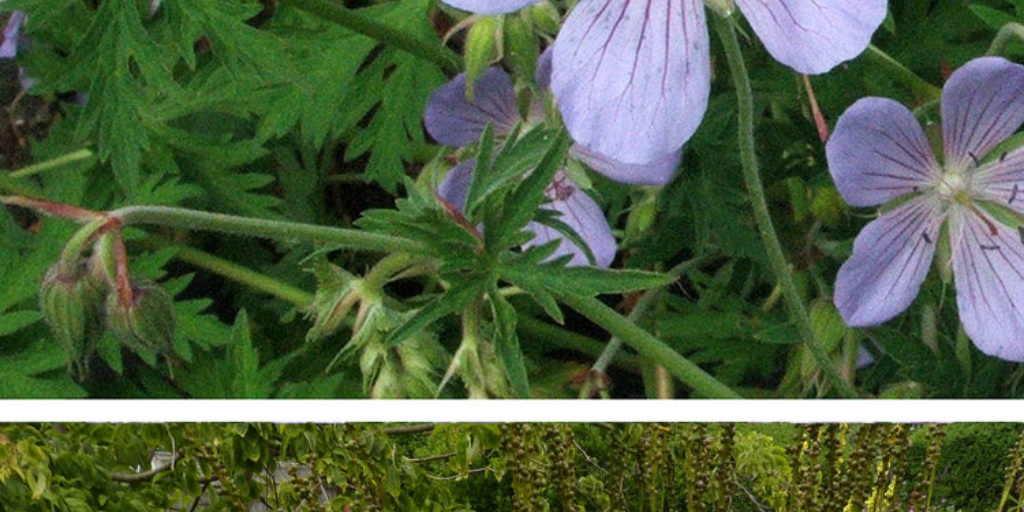 Hoo House Nursery - Geranium 'Blue Cloud'
