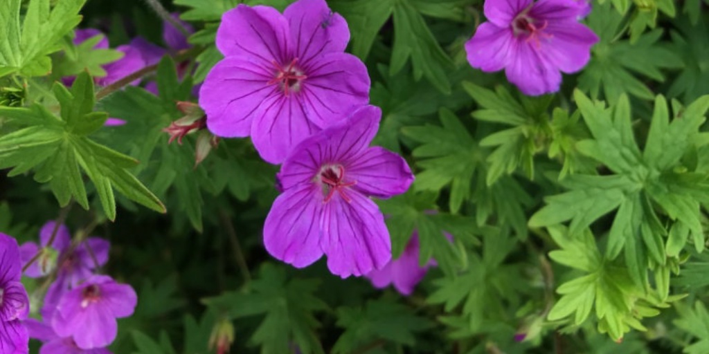 Hoo House Nursery - Geranium 'Dilys'
