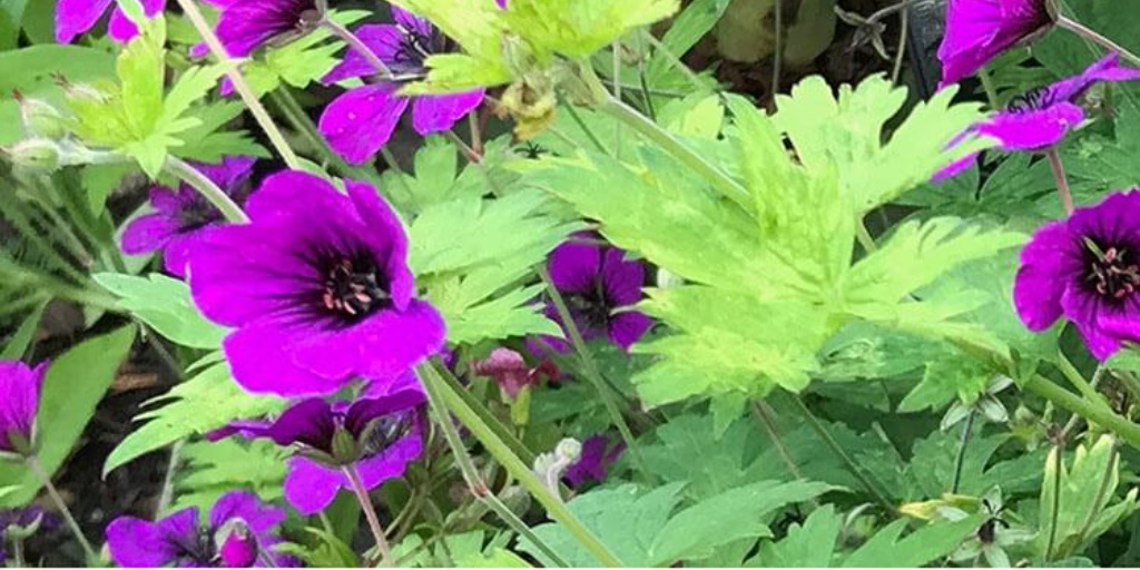 Hoo House Nursery - Geranium 'Eva'