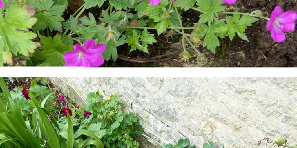 Hoo House Nursery - Geranium 'Little Gem'