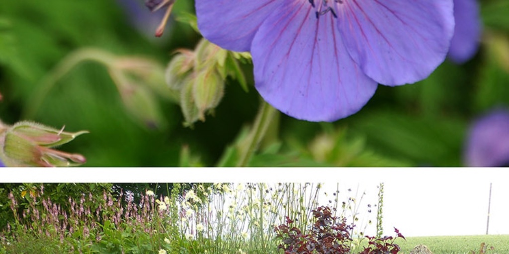Hoo House Nursery - Geranium 'Orion'