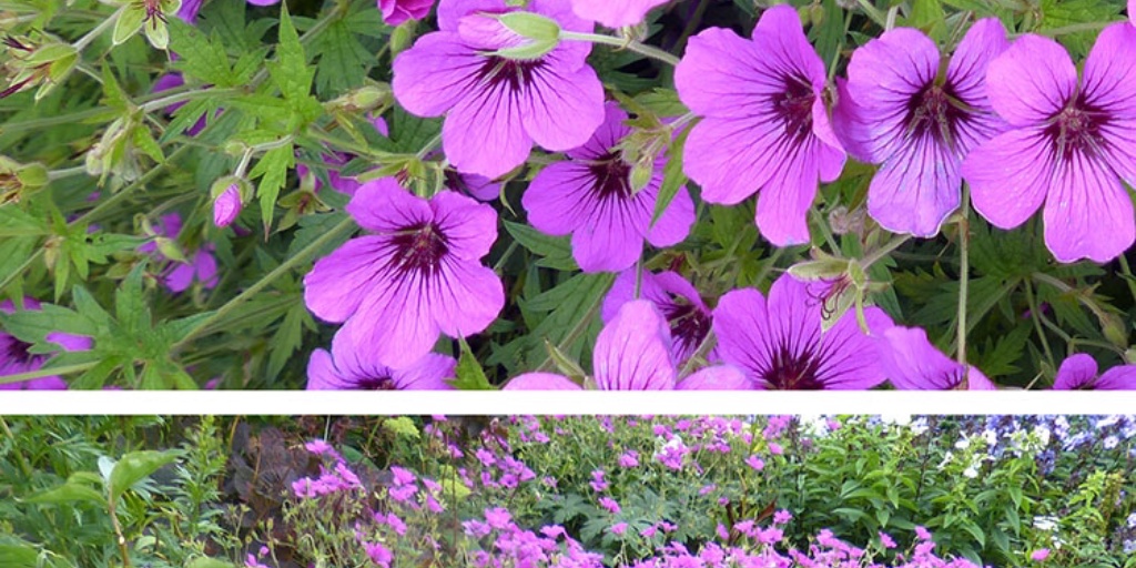 Hoo House Nursery - Geranium 'Patricia'