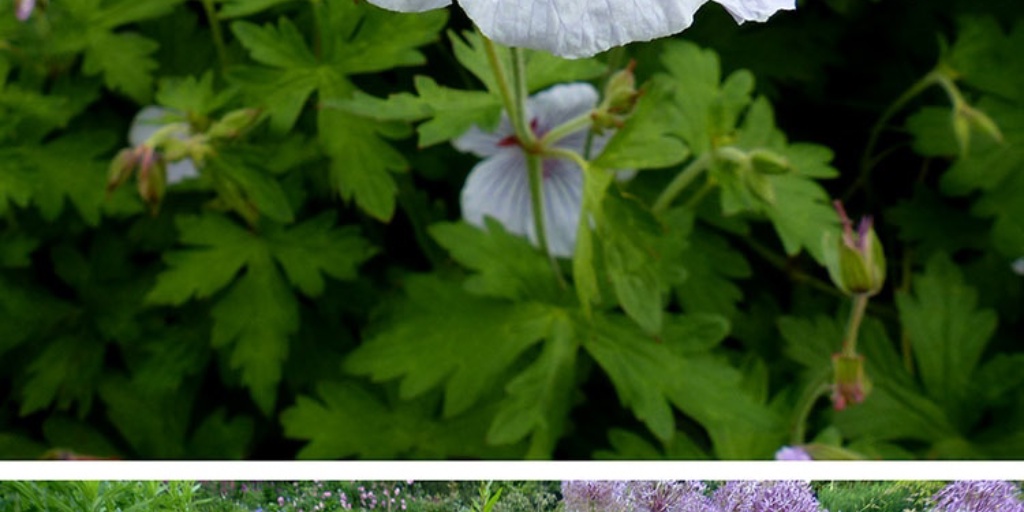 Hoo House Nursery - Geranium himalayense 'Derrick Cook'