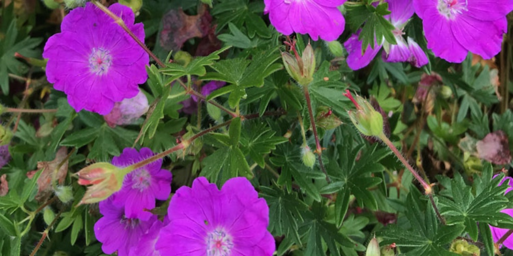 Hoo House Nursery - Geranium sanguineum 'Max Frei'