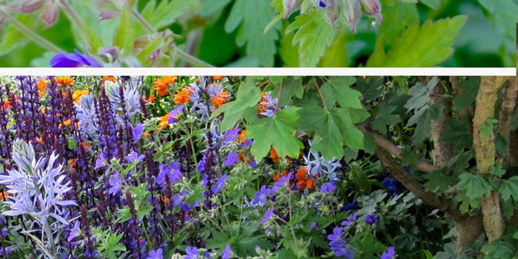 Hoo House Nursery - Geranium sylvaticum 'Mayflower'