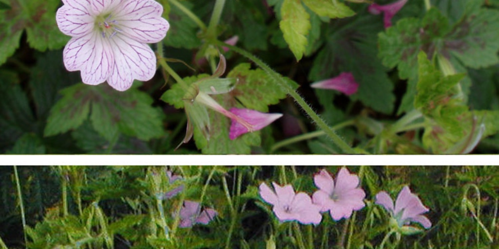 Hoo House Nursery - Geranium x oxonianum 'Walter's Gift'
