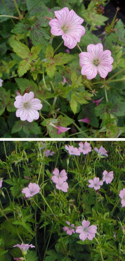 Hoo House Nursery - Geranium x oxonianum 'Walter's Gift'
