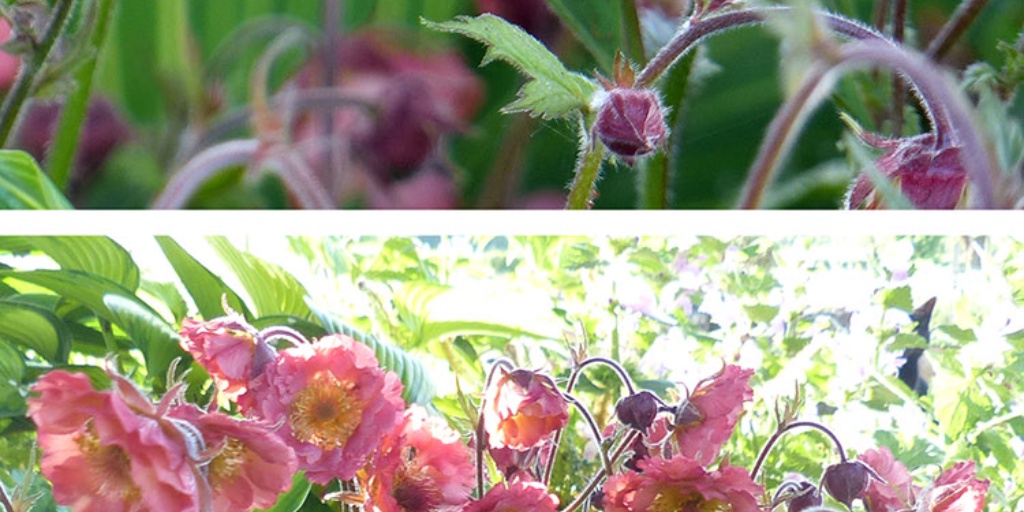 Hoo House Nursery - Geum 'Pink Petticoats'