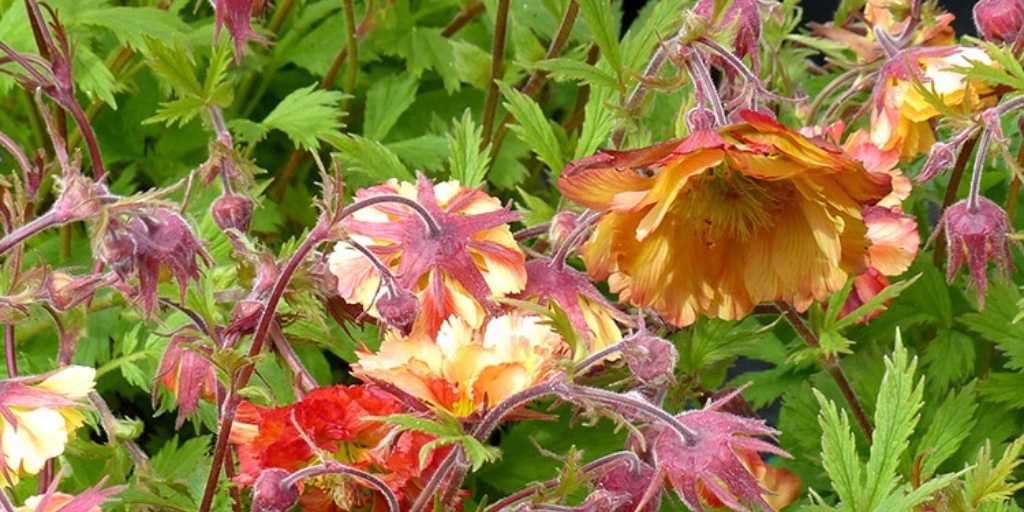 Hoo House Nursery - Geum 'Turnover'