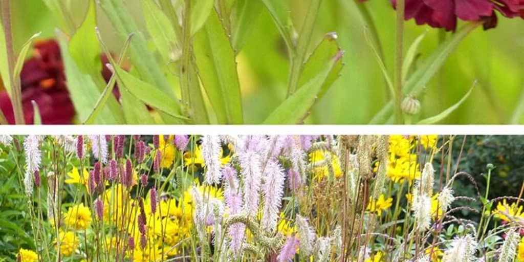 Hoo House Nursery - Helenium 'Feckenham Ruby'