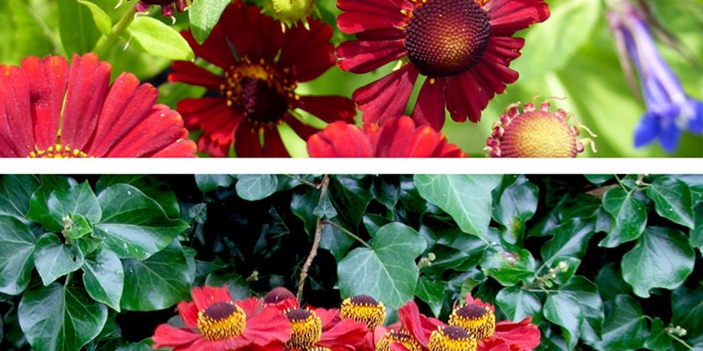 Hoo House Nursery - Helenium 'Red Jewel'