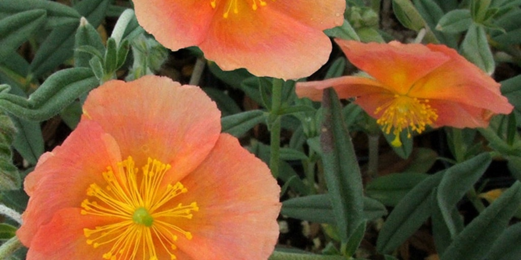 Hoo House Nursery - Helianthemum 'Cheviot'