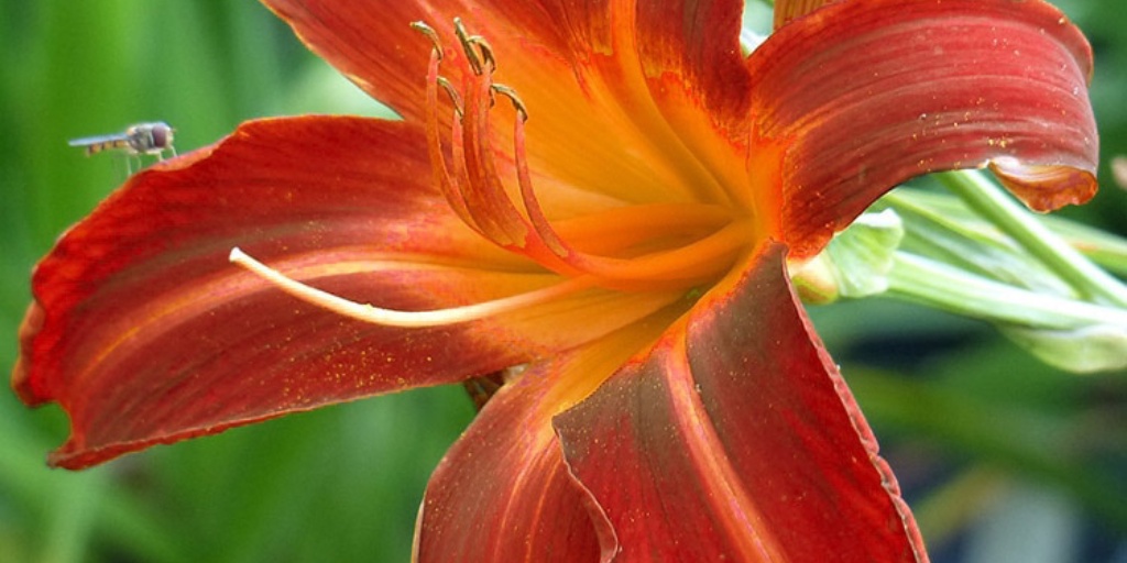 Hoo House Nursery - Hemerocallis 'Buzz Bomb'