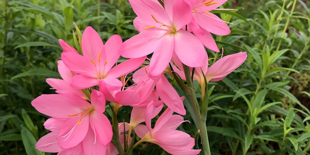 Hoo House Nursery - Hesperantha coccinea 'Big Moma'