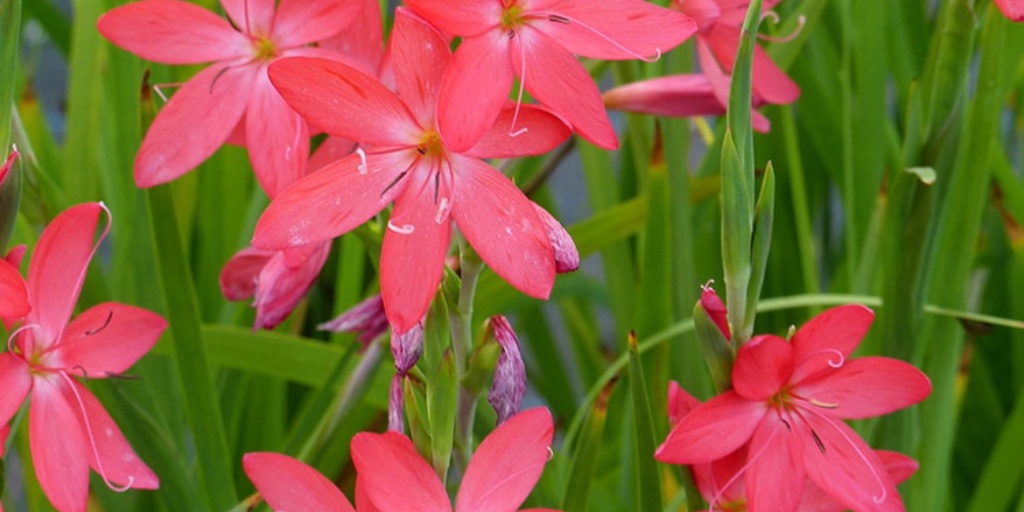 Hoo House Nursery - Hesperantha coccinea 'Oregon Sunset'