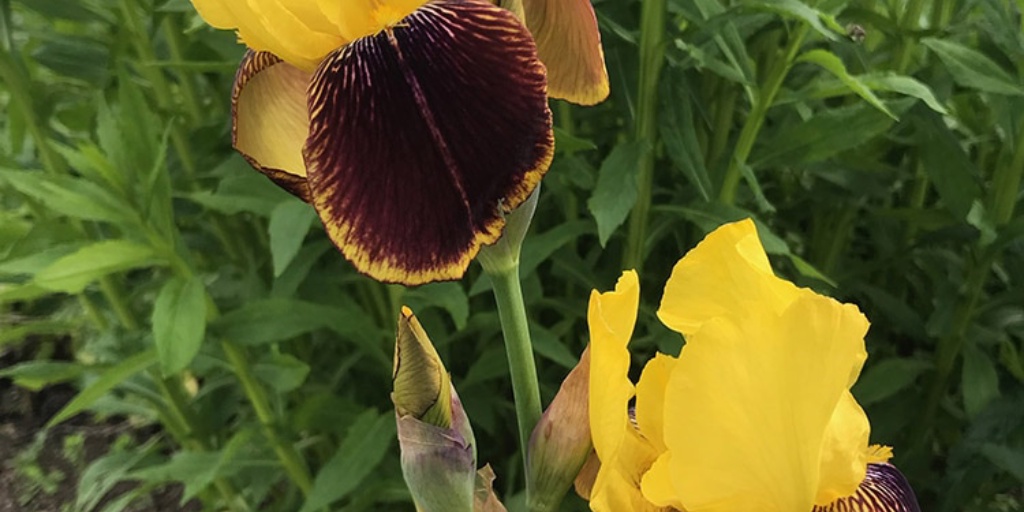 Hoo House Nursery - Iris 'Rajah'