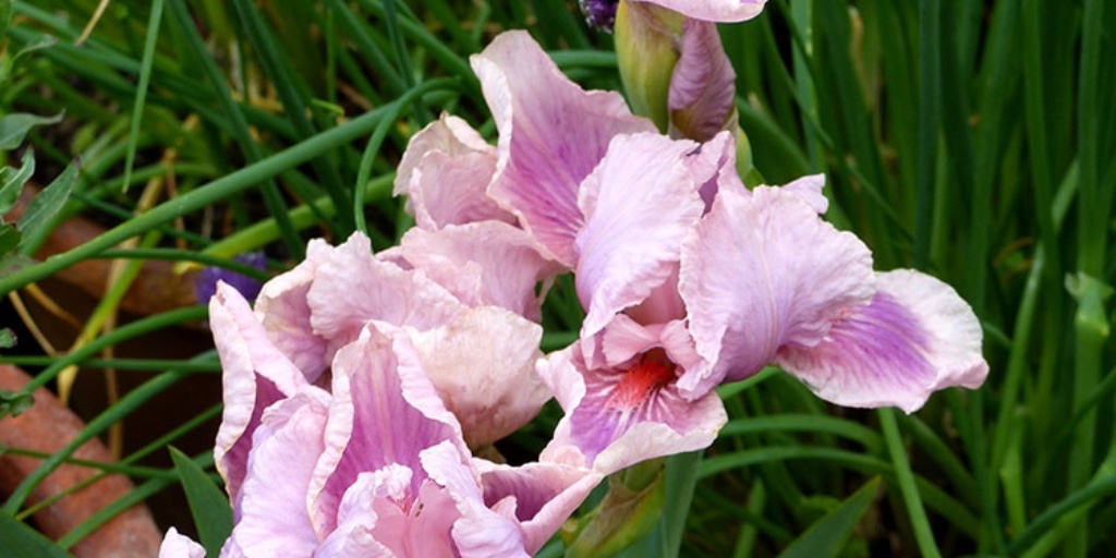 Hoo House Nursery - Iris 'Raspberry Blush'