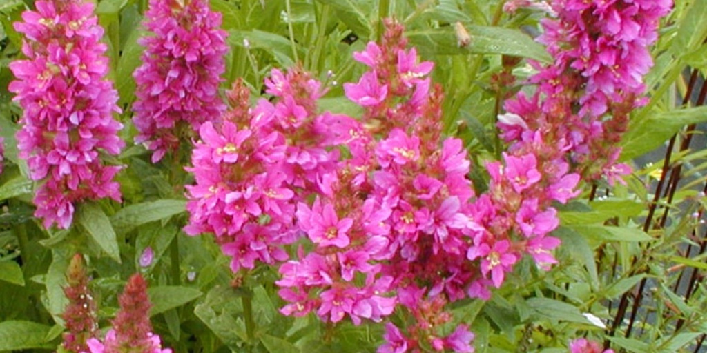 Hoo House Nursery - Lythrum salicaria 'Robert'