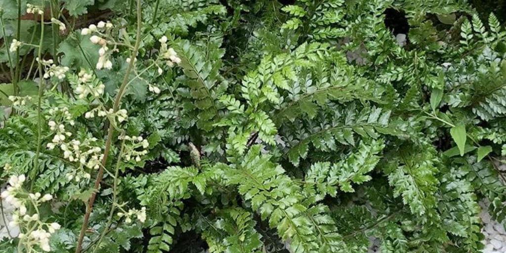 Hoo House Nursery - Polystichum rigens