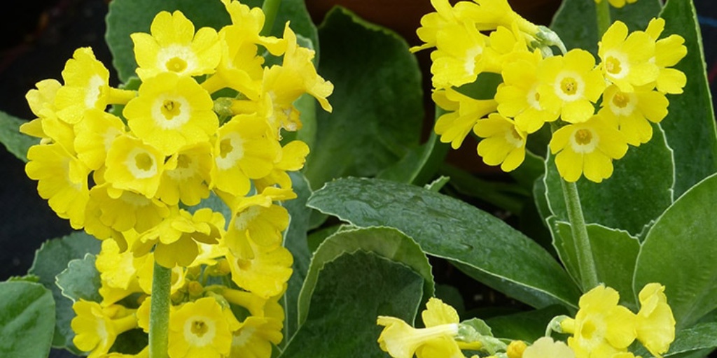Hoo House Nursery - Primula auricula