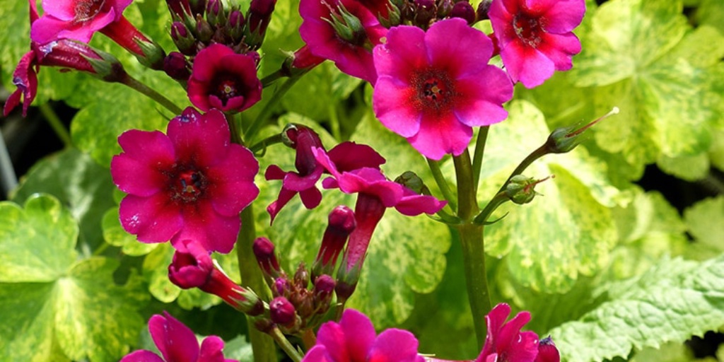 Hoo House Nursery - Primula burmanica