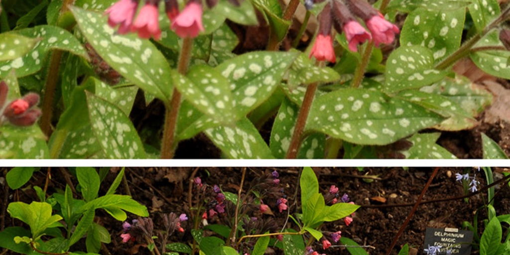 Hoo House Nursery - Pulmonaria saccharata 'Leopard'