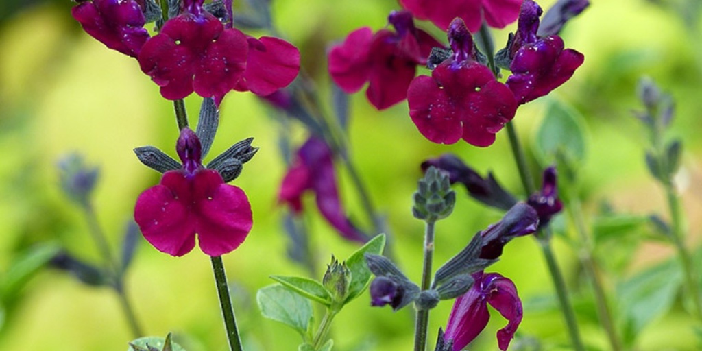 Hoo House Nursery - Salvia 'Dyson's Maroon'