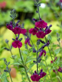 Hoo House Nursery - Salvia 'Dyson's Maroon'