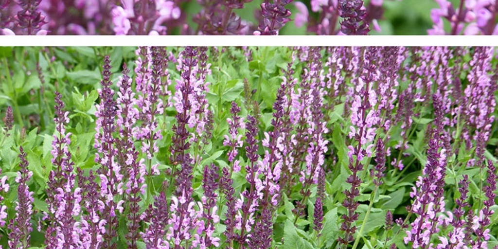 Hoo House Nursery - Salvia nemorosa 'Pink Beauty'