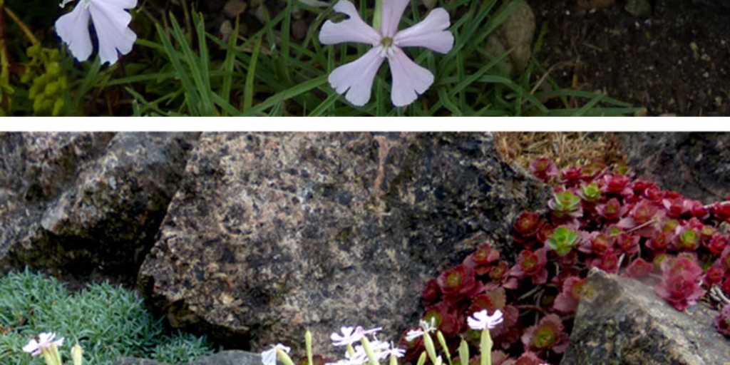 Hoo House Nursery - Silene schafta 'Shell Pink'