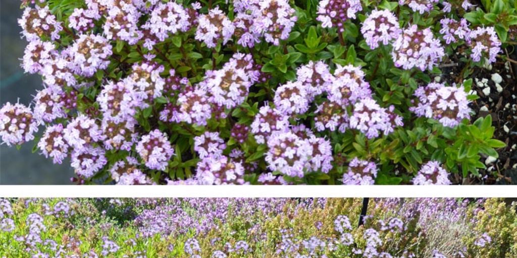 Hoo House Nursery - Thymus 'Jekka'