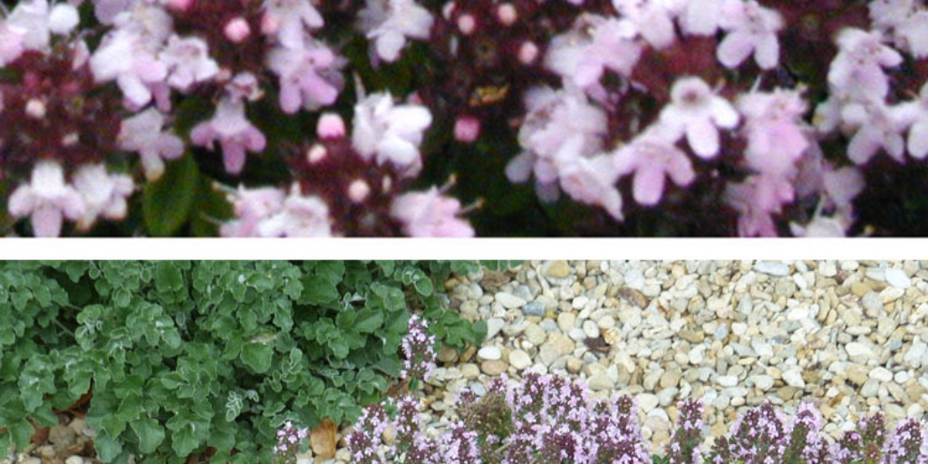 Hoo House Nursery - Thymus 'Pink Ripple'