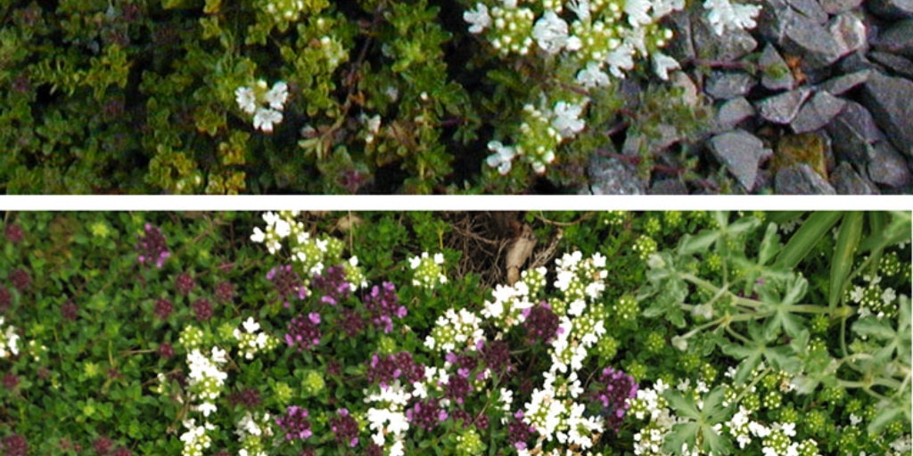 Hoo House Nursery - Thymus serpyllum var. albus