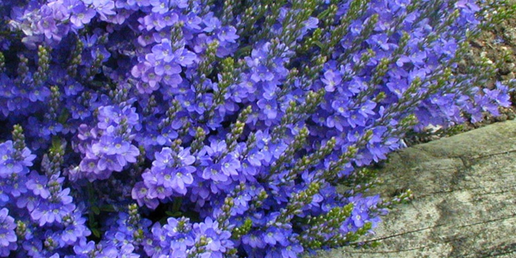 Hoo House Nursery - Veronica prostrata